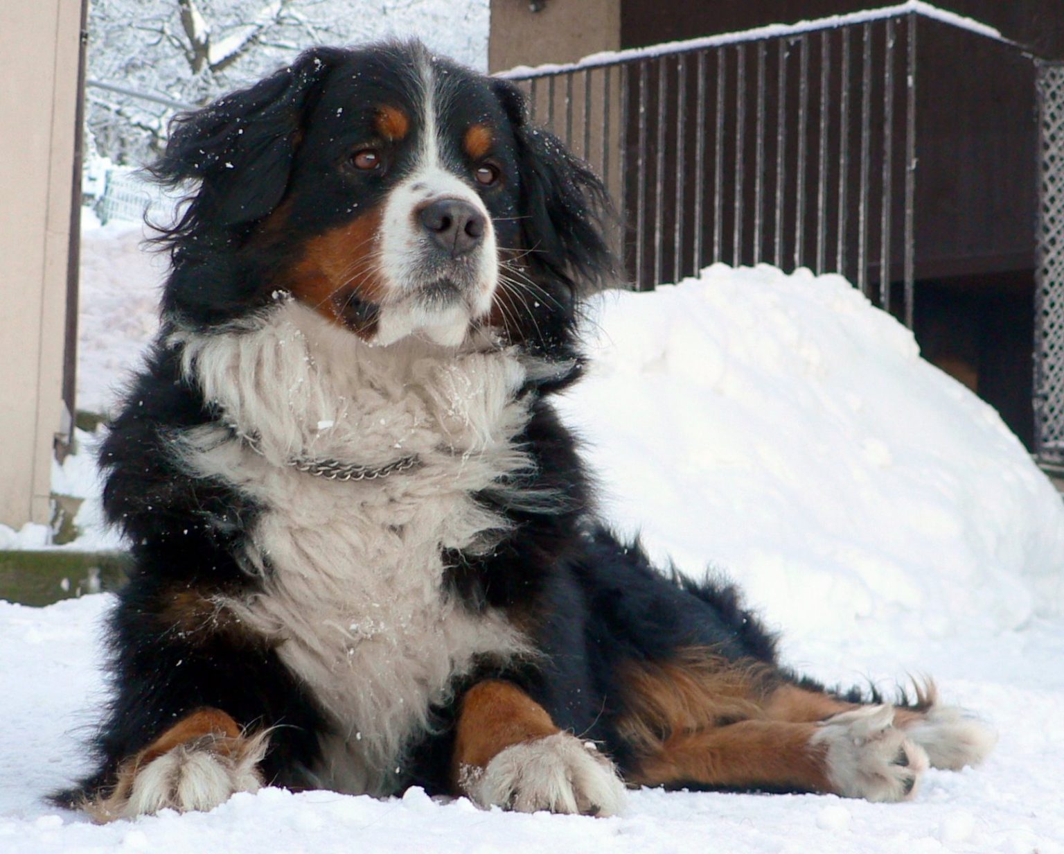 Bernský salašnický pes – vše o tomto plemeni