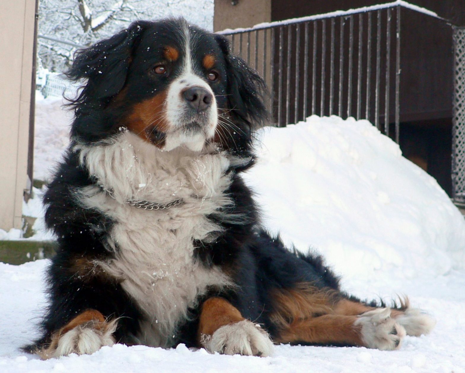 Bernský salašnický pes – vše o tomto plemeni